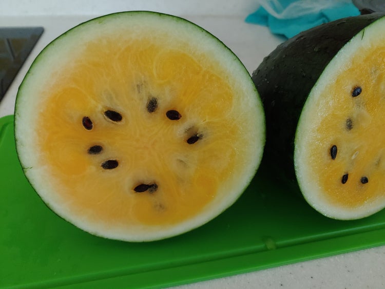 망고수박 바이러스 걸린건가요? : 지식iN