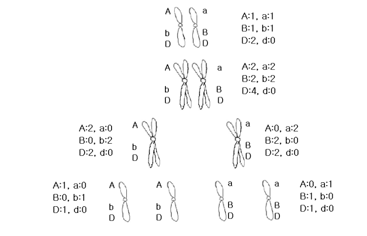 생명1 DNA 상대량 문제 ㅠㅠㅠㅠ : 지식iN