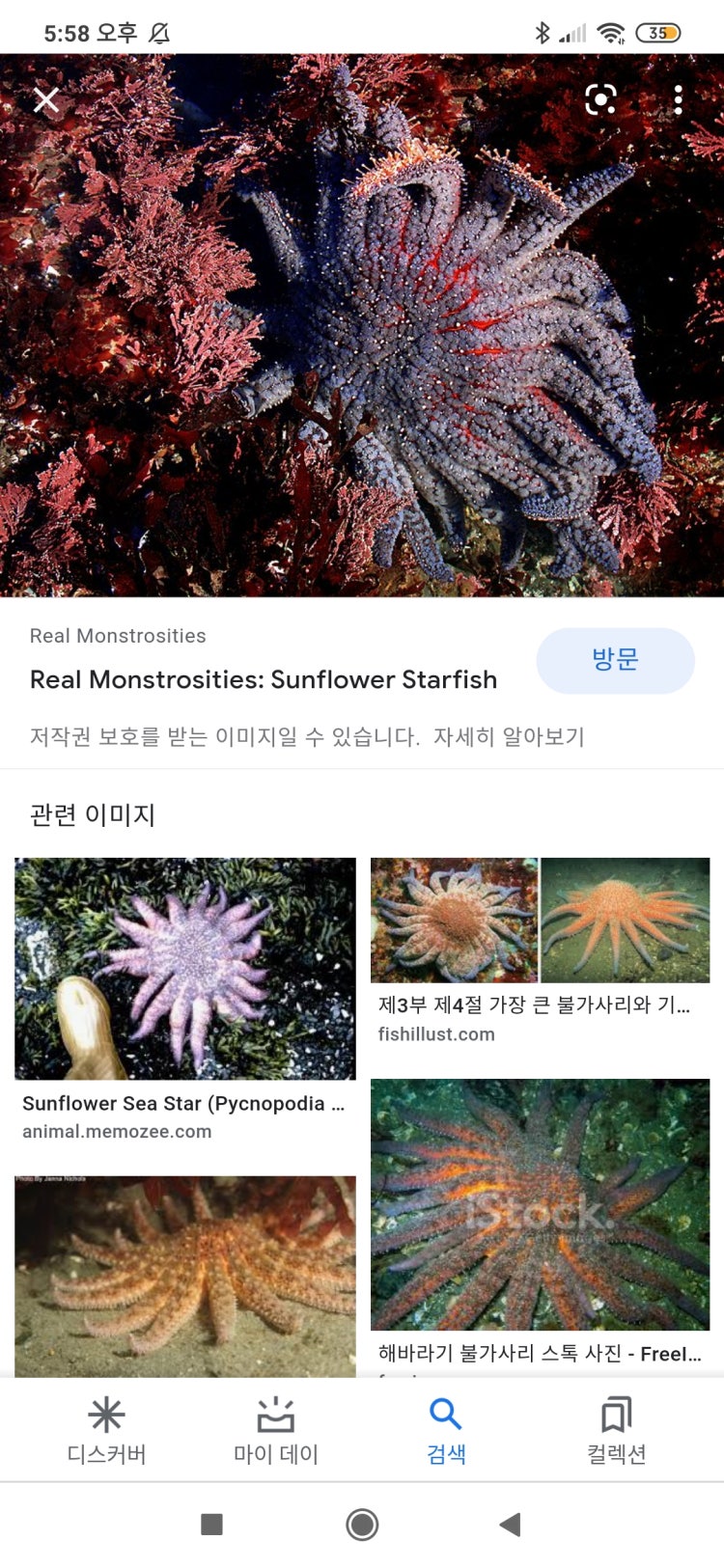불가사리 40개 다리사진 부탁해요 지식in