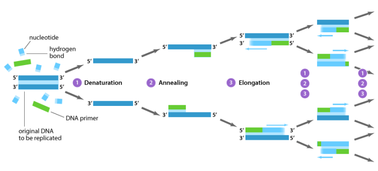 Ptc 미맹 : 지식iN