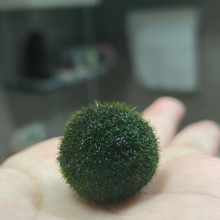 저희 마리모 건강 체크해주세요 ㅜㅅㅜ : 지식iN