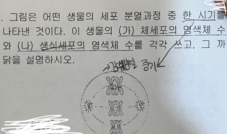감수분열 과학 문제 이거 어떻게 풀어 지식in