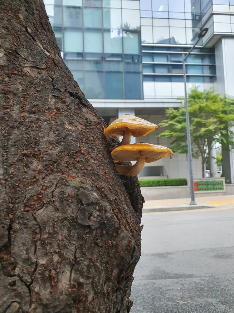 이 노란 주황색 버섯 이름이 뭔지 알 수 있을까요 지식in