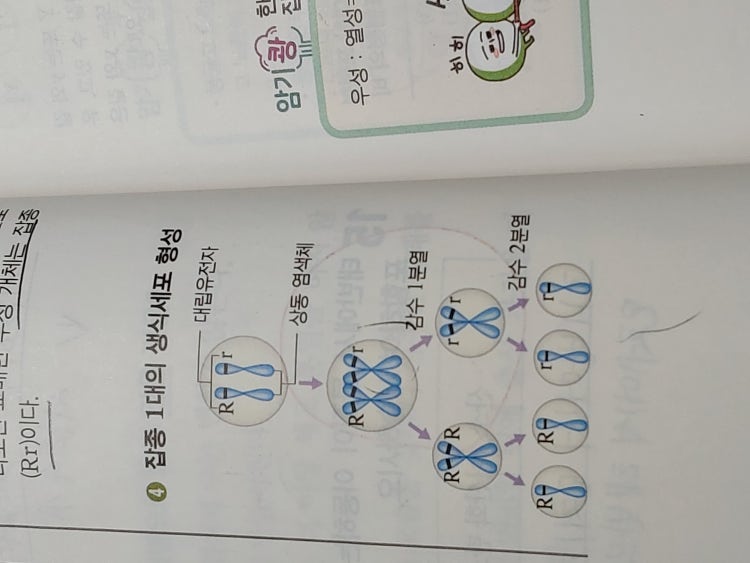 멘델의 유전법칙 저 사진은 어떻게 해석해야하나요 감수1분열이후 나온 생식세포가 잡종 1대에 나온 쌍을 지식in