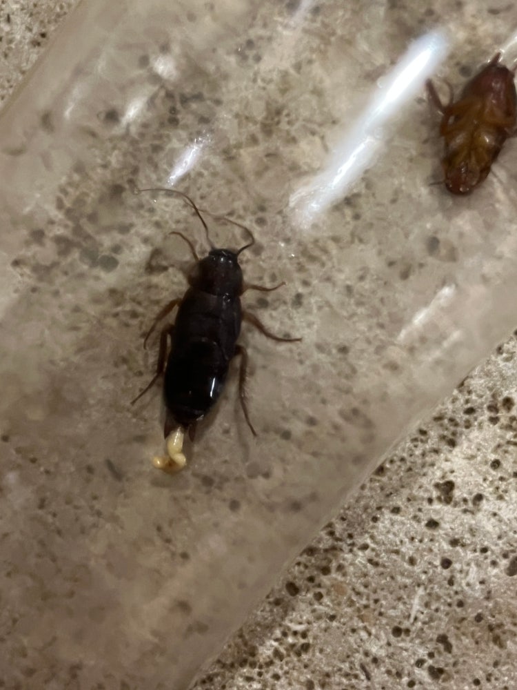 바퀴벌레 종류가 궁급합니다산바퀴 먹바퀴사진 주의 지식in