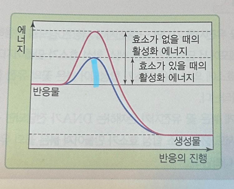 통합과학 이화동화작용 그래프 지식in