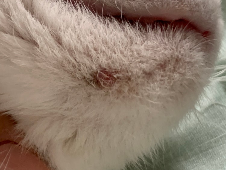 저희 고양이 턱에 검은 딱지 같은게 지식in
