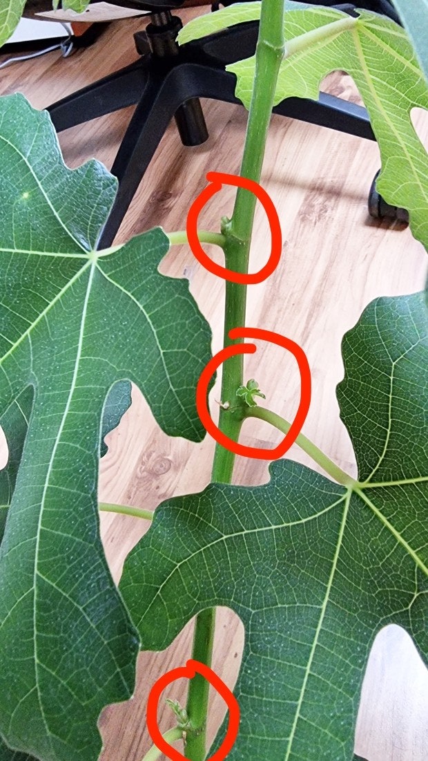 무화과 나무 키우기 질문드립니다 옆순 새순 열매 차이 가지치기 방법 지식in