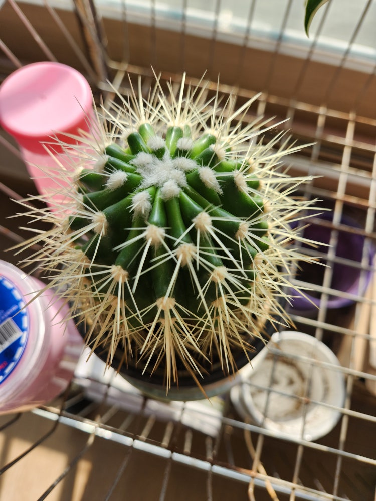 선인장 이름 알려주세요 지식in