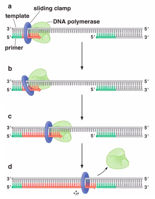 Sliding DNA clamp : 지식iN