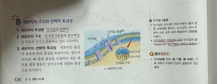 친수성 소수성 수용성 지용성 용어 정리 구분 해주세요 지식in