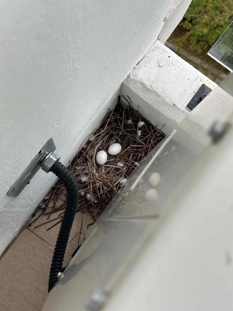 베란다에 비둘기 둥지;; : 지식iN