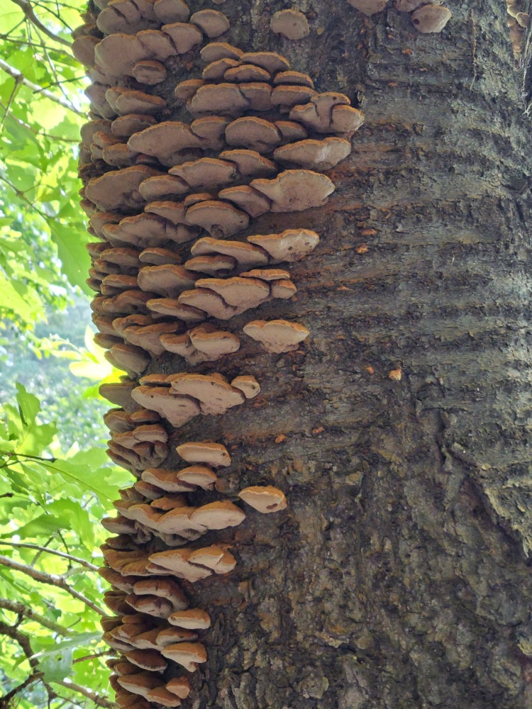 버섯이름 : 지식iN