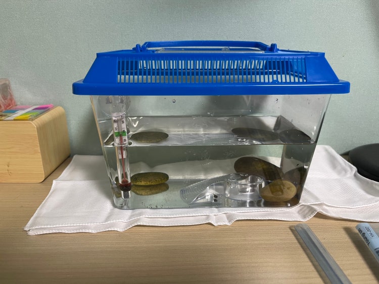 올챙이 키우기추가네공100겁니다 지식in