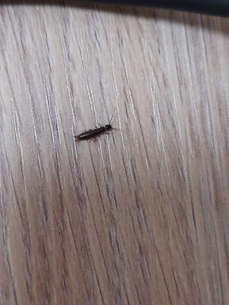 작은 벌레가 나왔어요 지식in