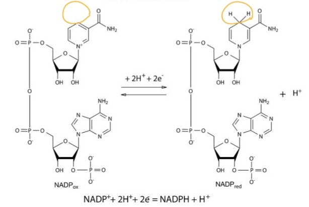 생명과학(NADP, NADP+....)에 관해 질문이 있습니다... : 지식iN