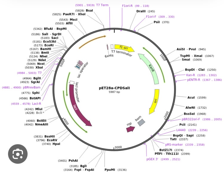 Plasmid vector map 읽는법 : 지식iN