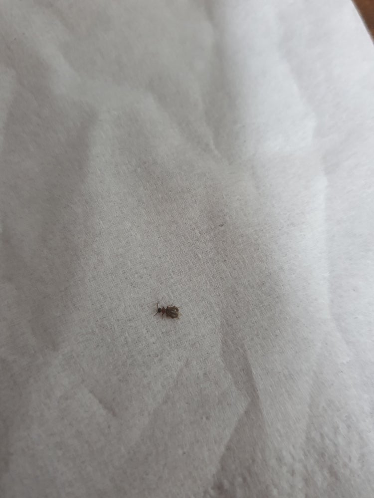 검은 벌레 종류 좀 알려주세요 지식in