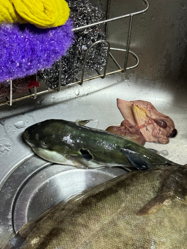 복어 종류좀 알려주세요 지식in