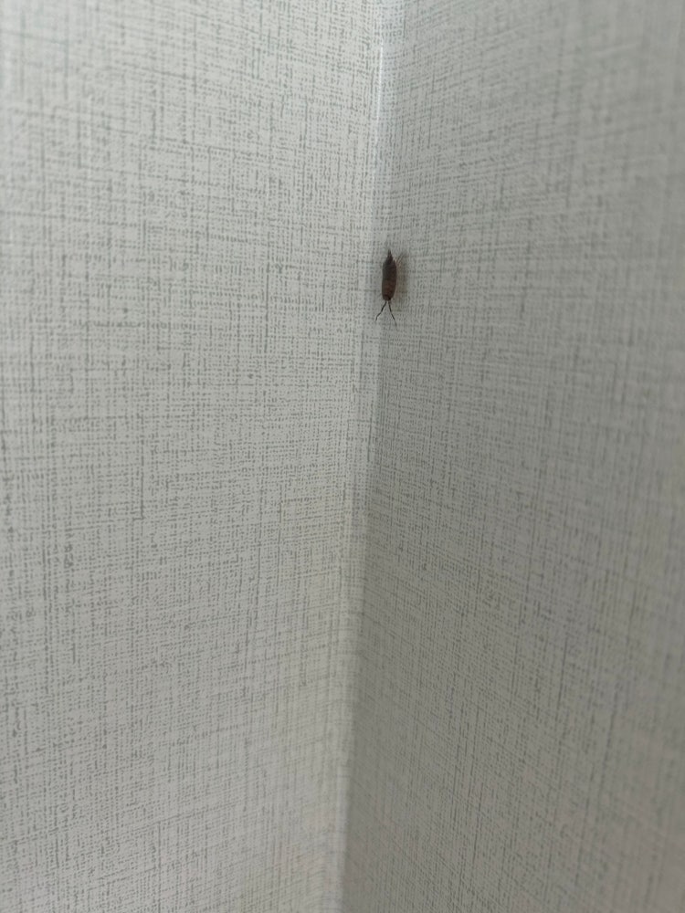 무슨 벌레인가요? : 지식iN