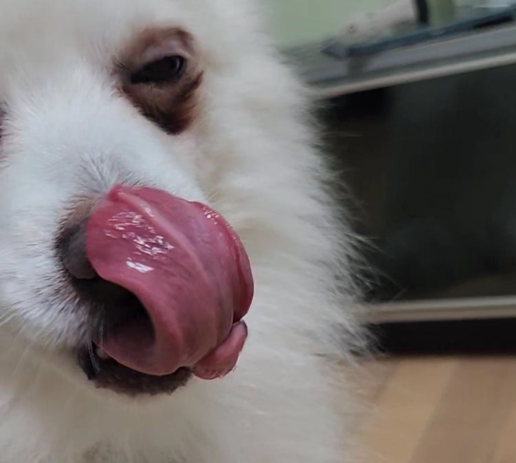 [나눈질문3] 강아지 혀밑~~ : 지식iN