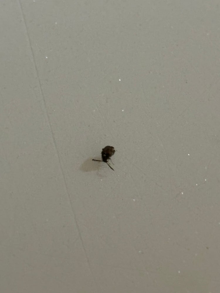 이게 무슨 벌레인가요? : 지식iN
