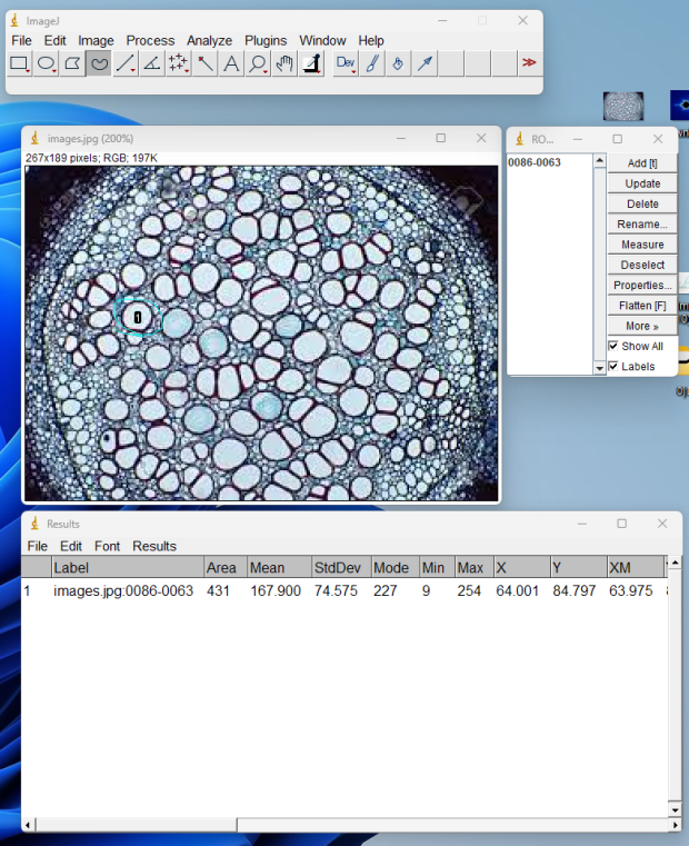 imageJ 플러그인(매크로)를 이용한 면적 표시? : 지식iN