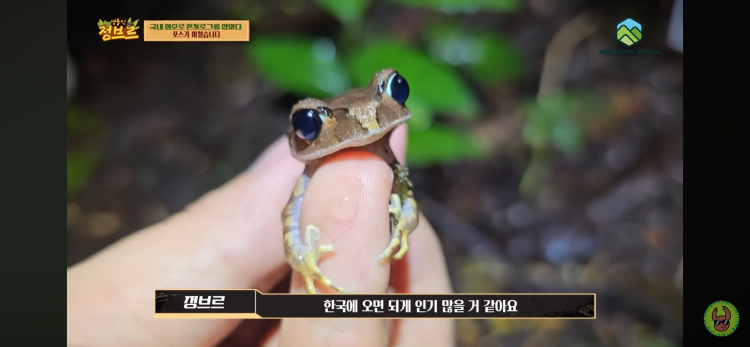 개구리 이름 지식in