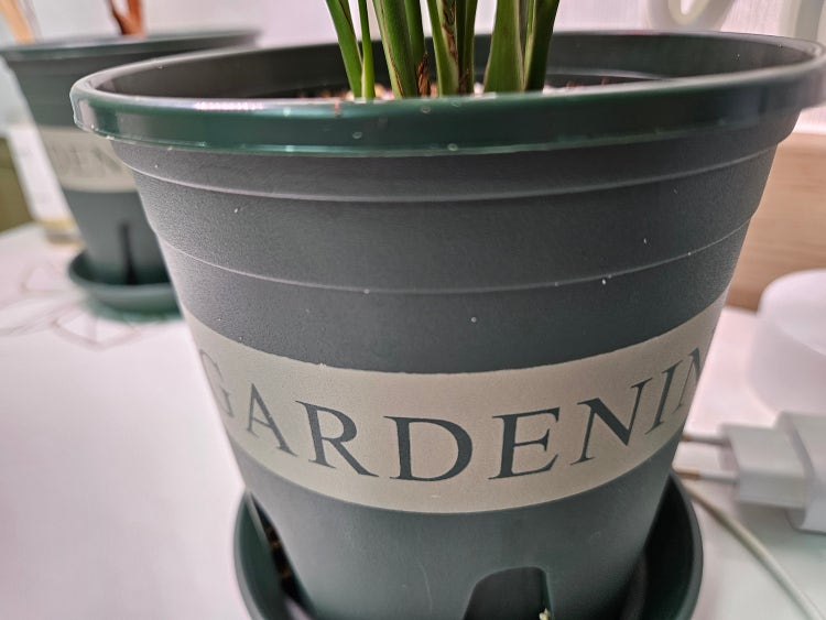 테이블야자 작고 흰벌레 질문 : 지식iN