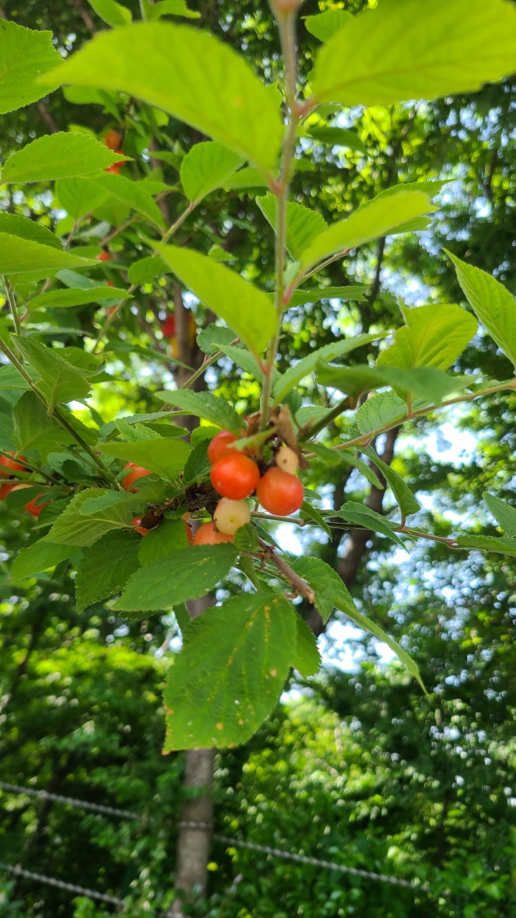 무슨 과일인가요? : 지식iN