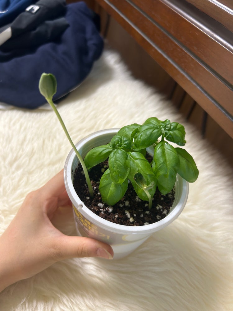 집에서 수박키우기 : 지식iN