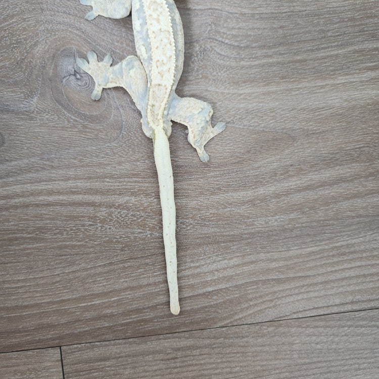 크레 mbd : 지식iN