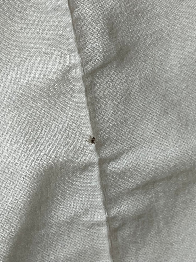 이 벌레가 뭔가요 지식in