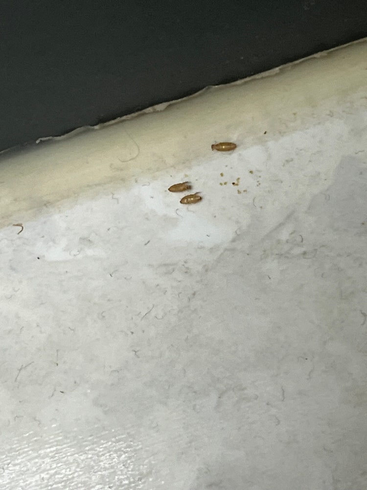 이거 무슨 벌레인가요? : 지식iN