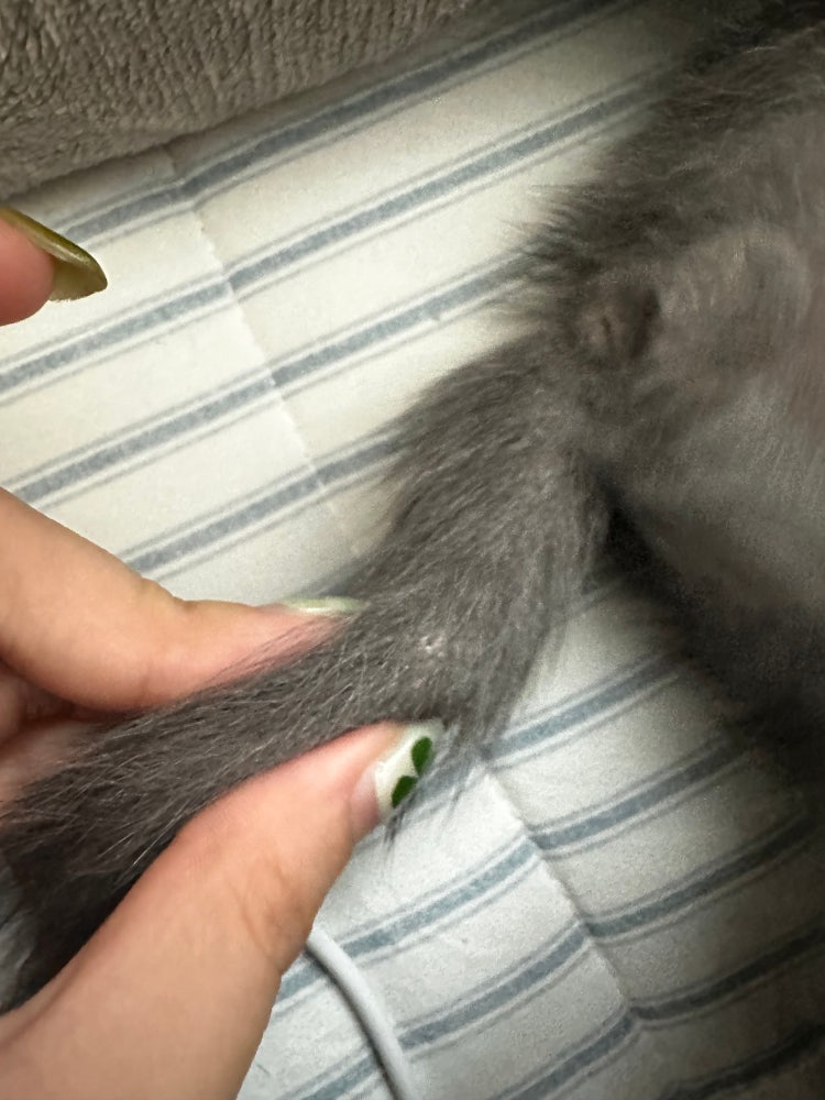 새끼 고양이 꼬리 각질 : 지식iN