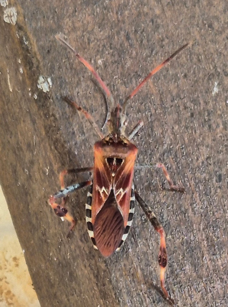 이 곤충의 이름을 알고 싶습니다. : 지식iN