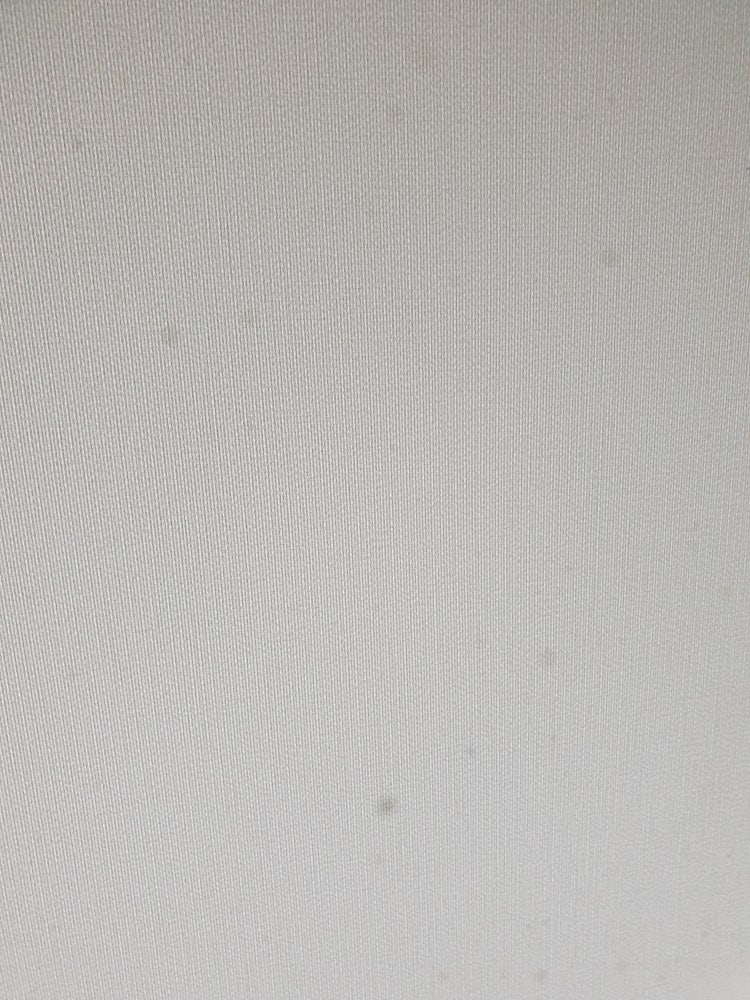 곰팡이 인가요 지식in