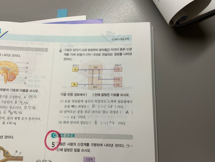 생명과학 대뇌, 척수 질문 : 지식iN