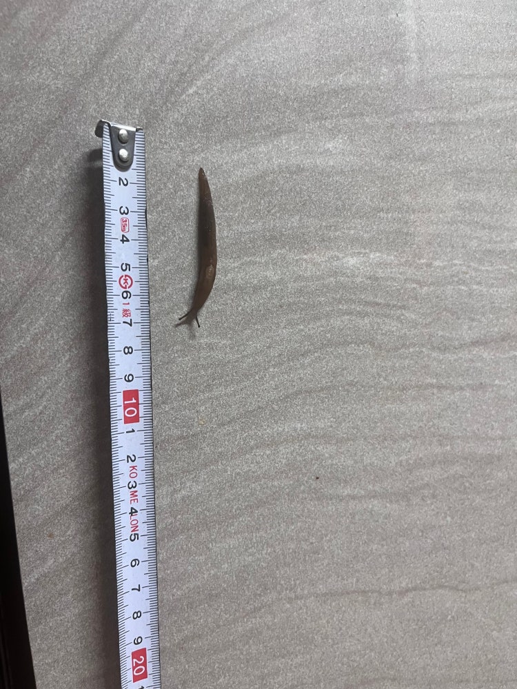 집에서 달팽이가 나왔습니다 무슨 달팽인지 아시나요 지식in