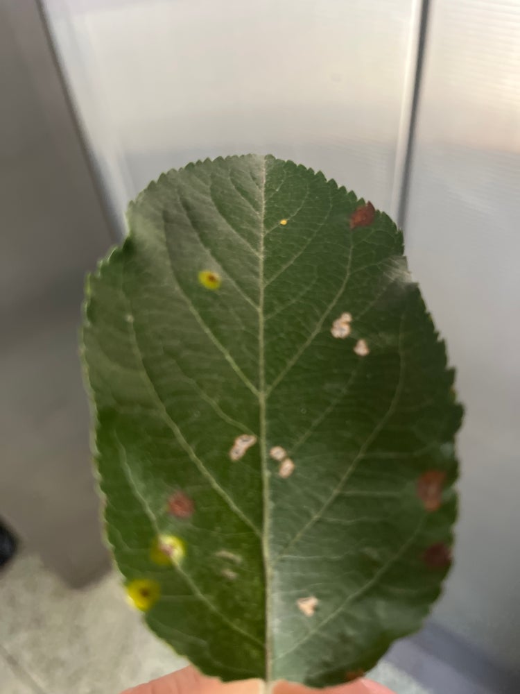 사과나무데요 벌레린가요?? : 지식iN