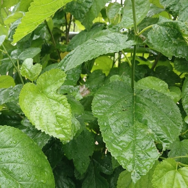 나무이름이 궁금합니다. : 지식iN