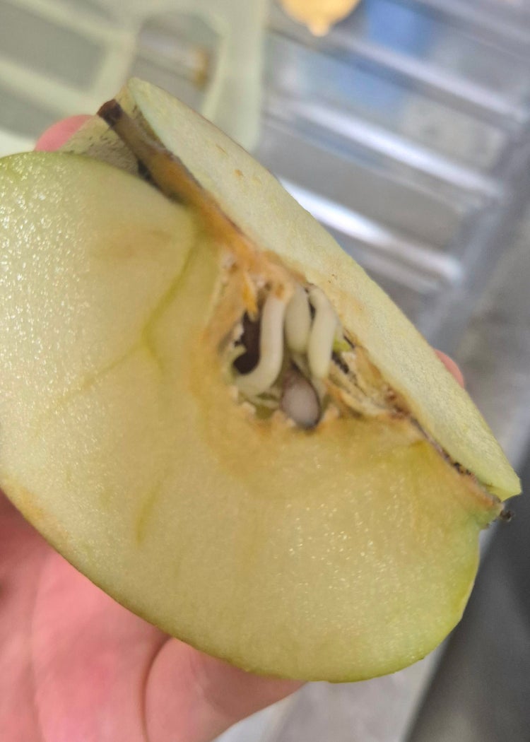 사과 단면 씨에서 싹?! : 지식iN
