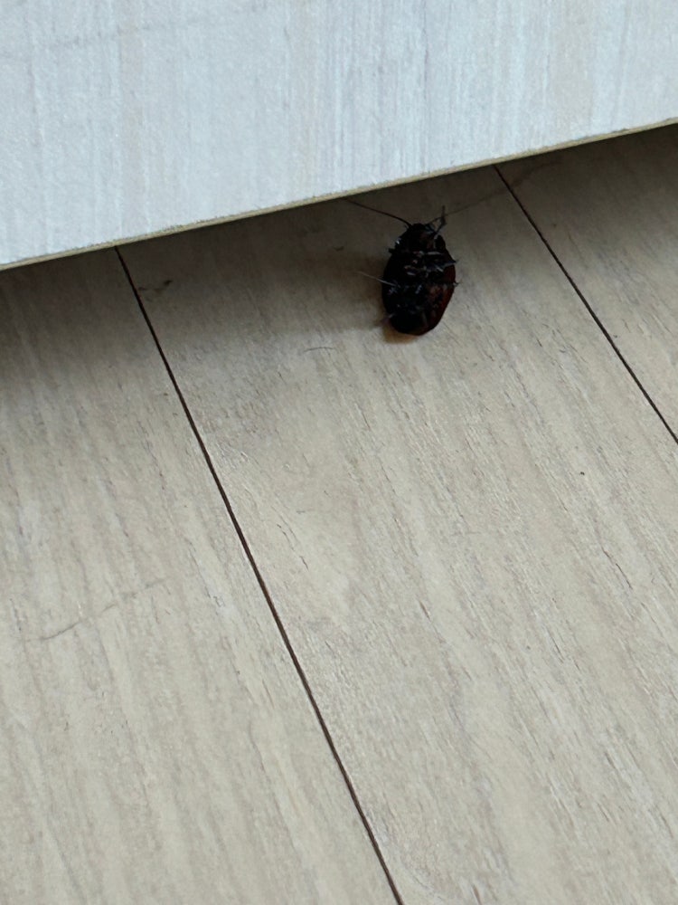 이거 바퀴벌레인가요? : 지식iN