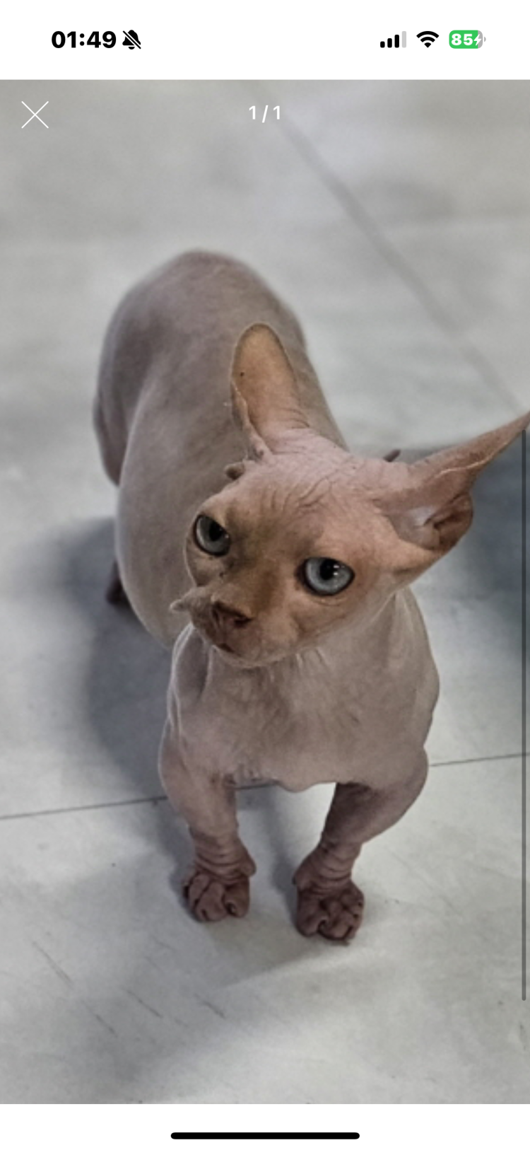 고양이 혹 : 지식iN